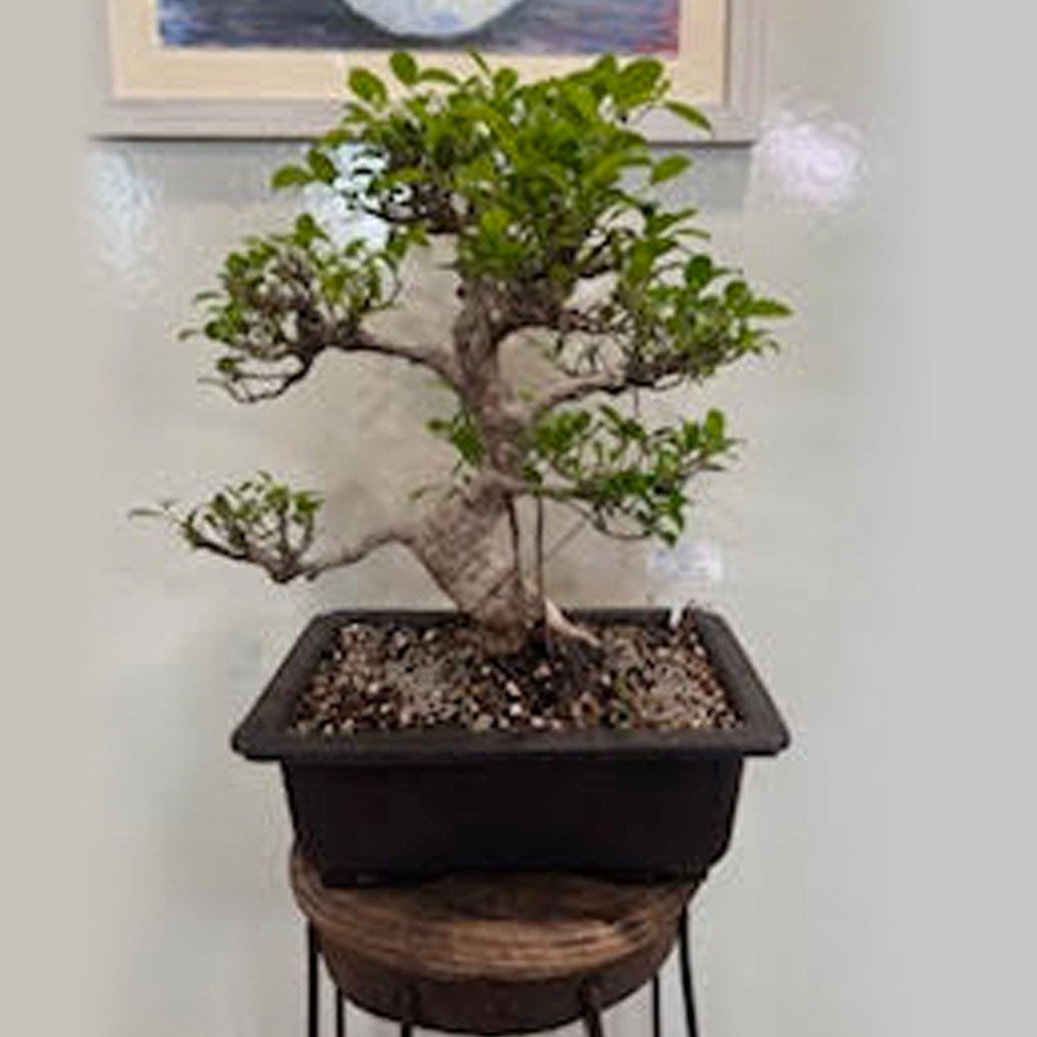 Art/Styled Ficus – Sunshine Bonsai, Plants & Gifts